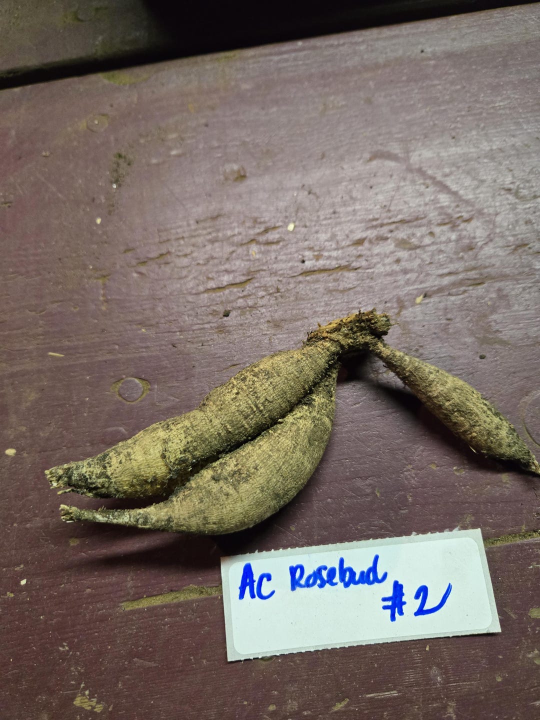 AC Rosebud Dahlia Tuber / a Small Clump ACR02DECEMBER Shipping With ...