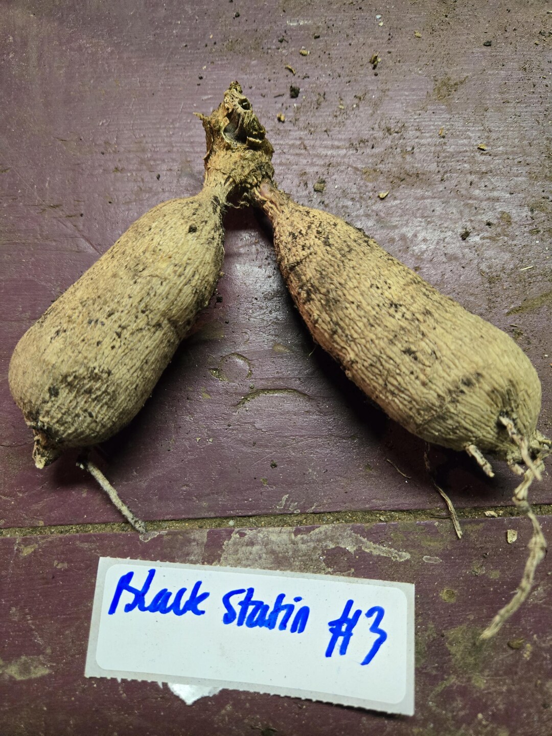 Black Satin Dahlia Tuber / a Small Clump (BS03) Shipping With HEAT ...