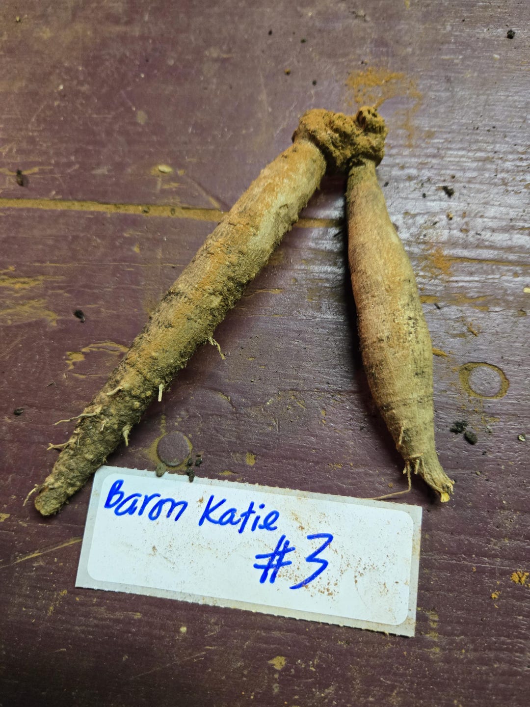 Baron Katie Dahlia Tuber / a Small Clump BK03DECEMBER Shipping With ...
