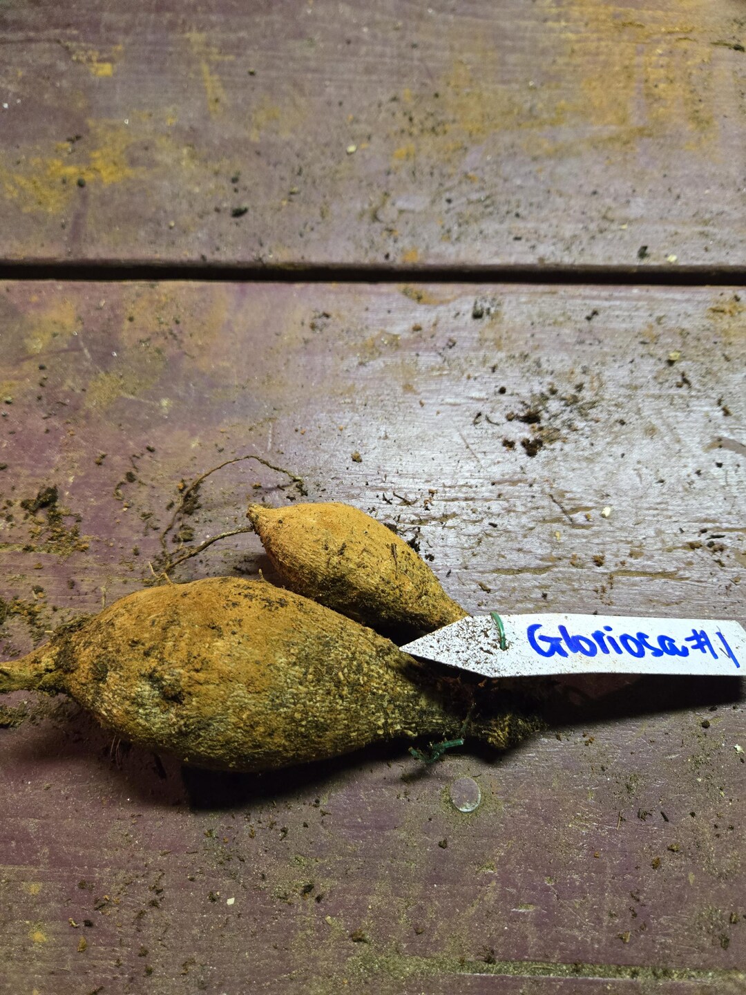 Gloriosa Dahlia Tuber / a Small Clump GL01 Shipping With HEAT PACKS NOW ...