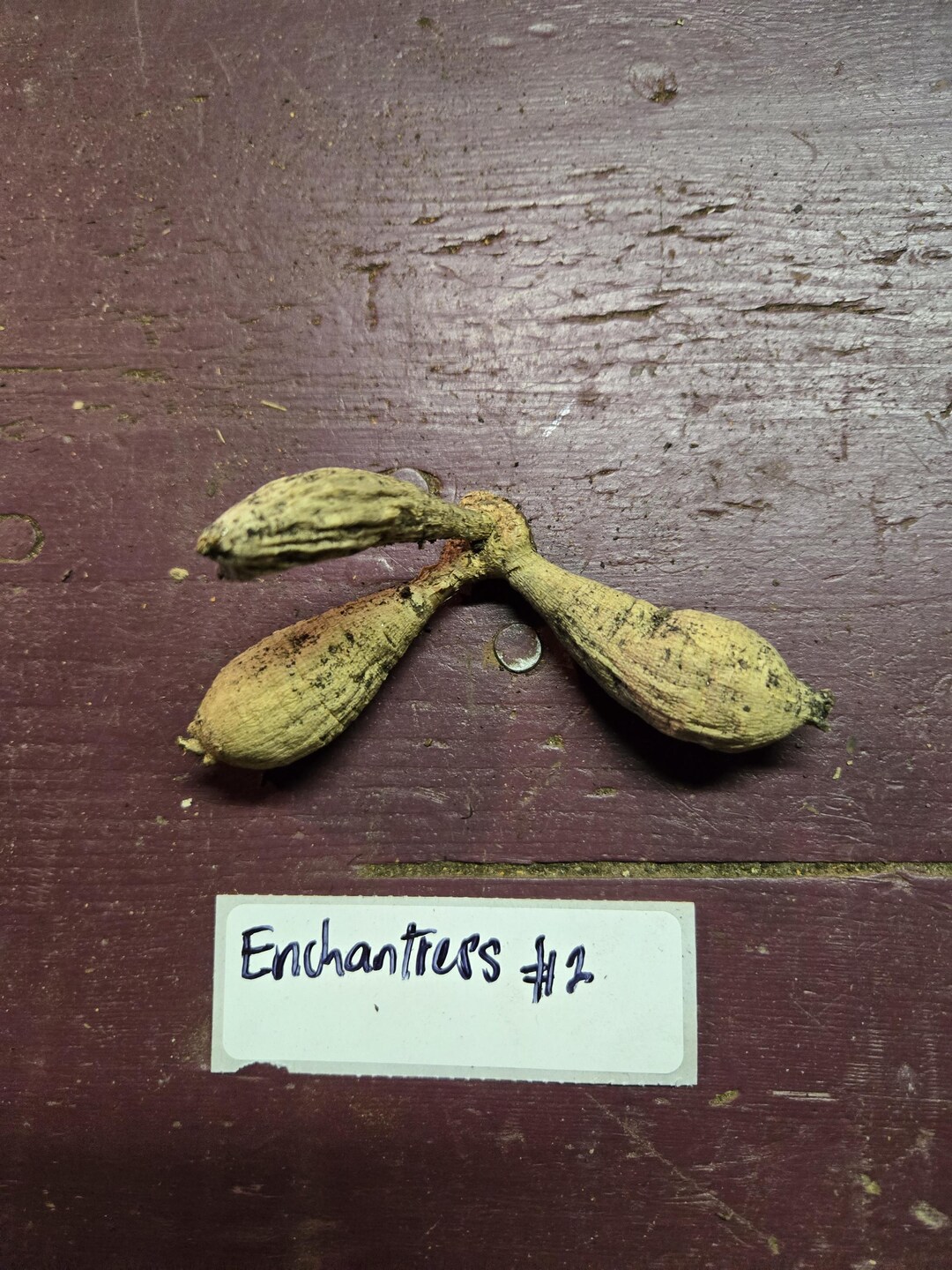 Enchantress Dahlia Tuber / a Small Clump EC02 Shipping With HEAT PACKS ...