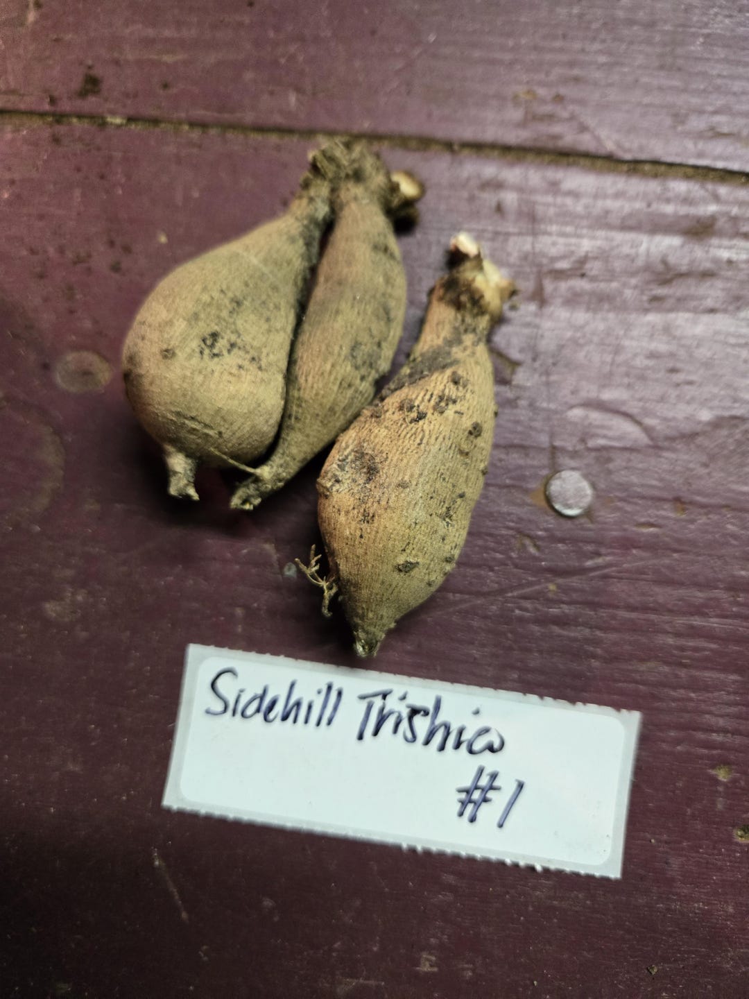 Sidehill Trishie Dahlia Tuber / a Small Clump (ST01) Shipping With HEAT ...
