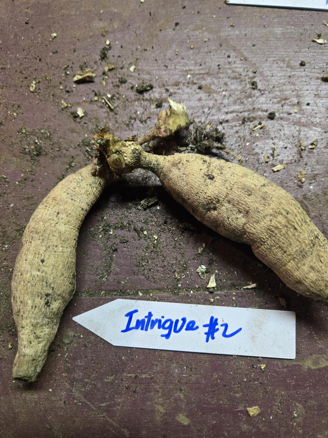 Intrigue Dahlia Tuber / a Small Clump IN02DECEMBER Shipping With HEAT ...