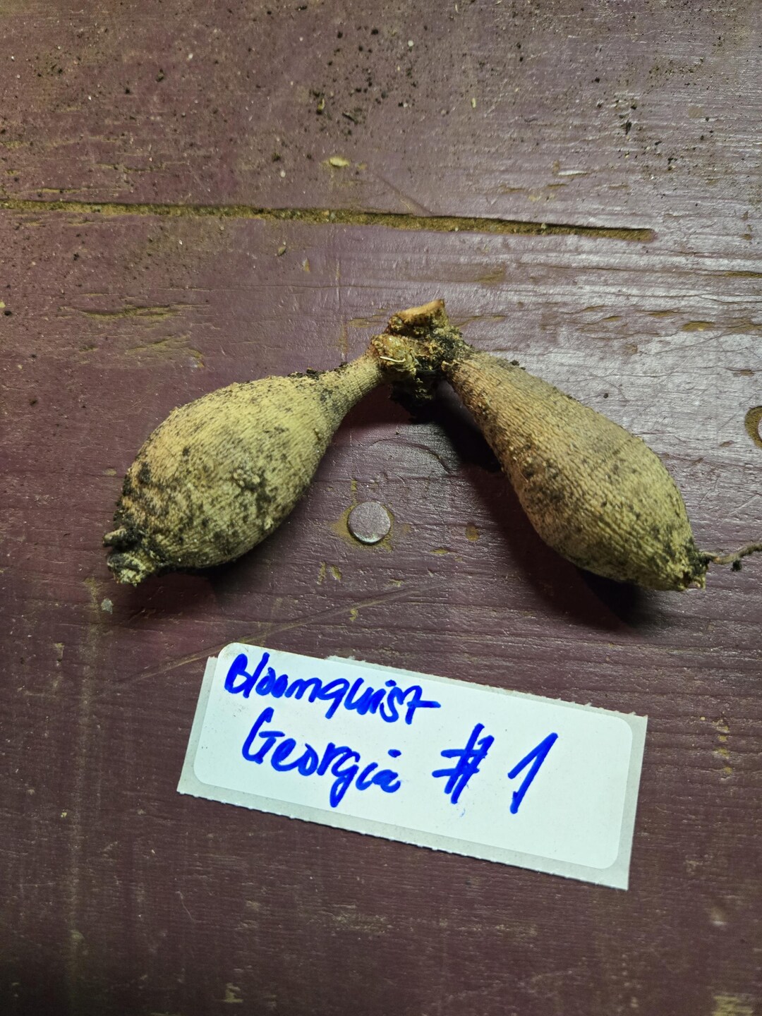 Bloomquist Georgia Dahlia Tuber / a Small Clump BG01DECEMBER Shipping ...