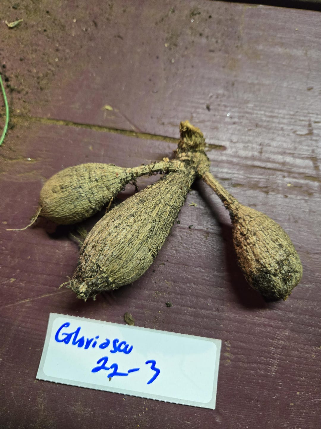 Gloriosa Dahlia Tuber / a Small Clump GL022-3 DECEMBER Shipping With ...