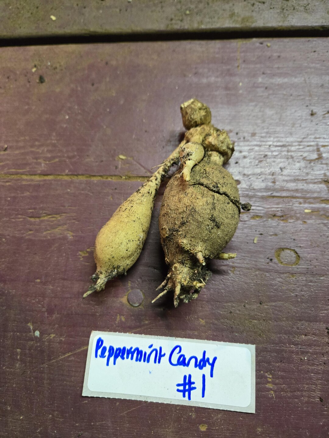 Peppermint Candy Dahlia Tuber / a Small Clump PC01DECEMBER Shipping ...