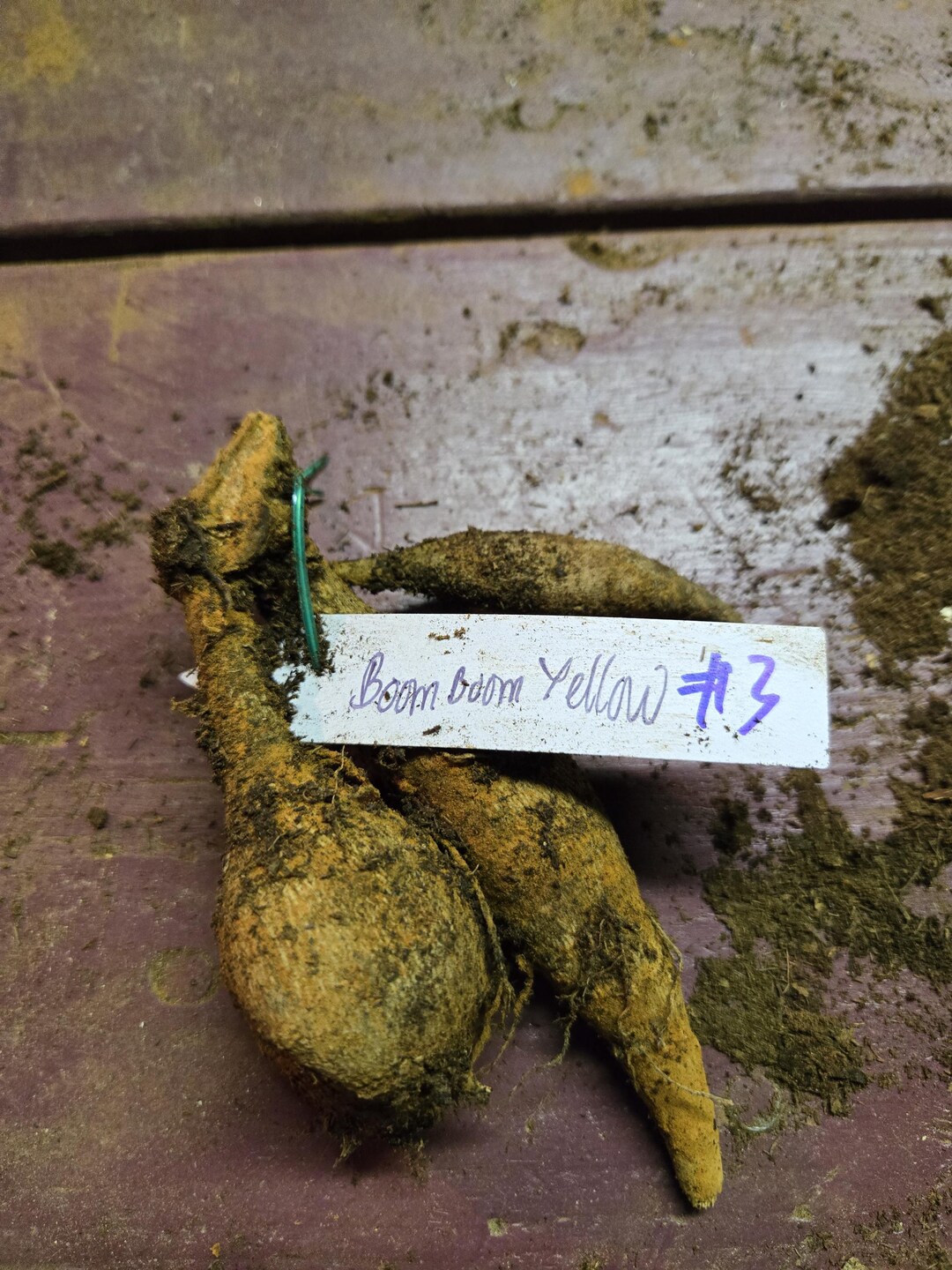 Boom Boom Yellow Dahlia Tuber / a Small Clump (BBY03) Shipping With ...