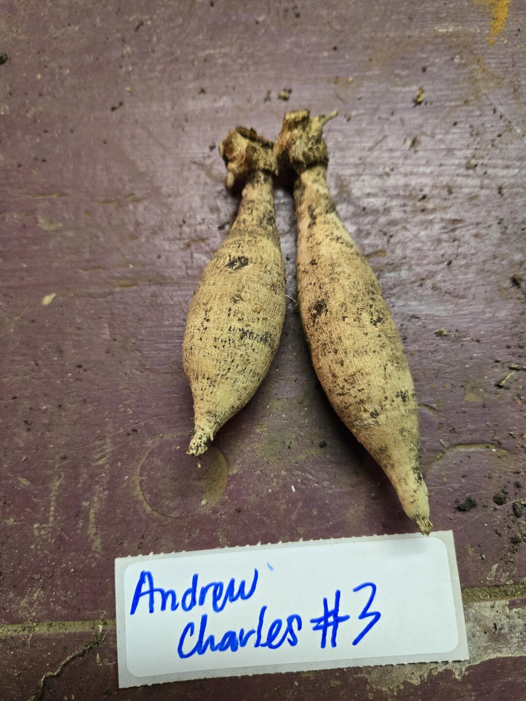 Andrew Charles Dahlia Tuber / a Small Clump (AC03) Shipping With HEAT ...