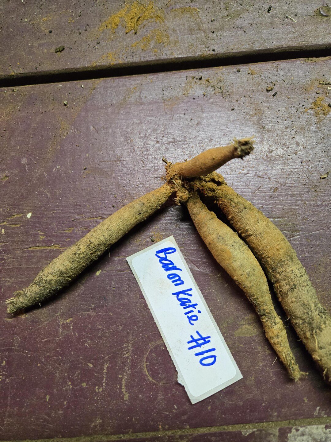 Baron Katie Dahlia Tuber / a Small Clump BK10DECEMBER Shipping With ...