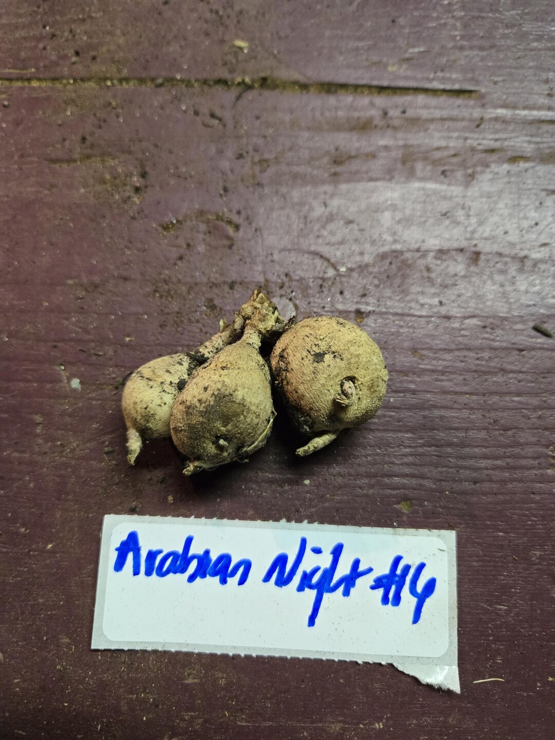 Arabian Night Dahlia Tuber / a Small Clump (AN04) Shipping With HEAT ...
