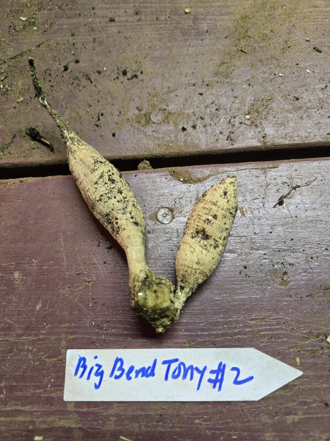 Big Bend Tony Dahlia Tuber / a Small Clump BBT02DECEMBER Shipping With ...