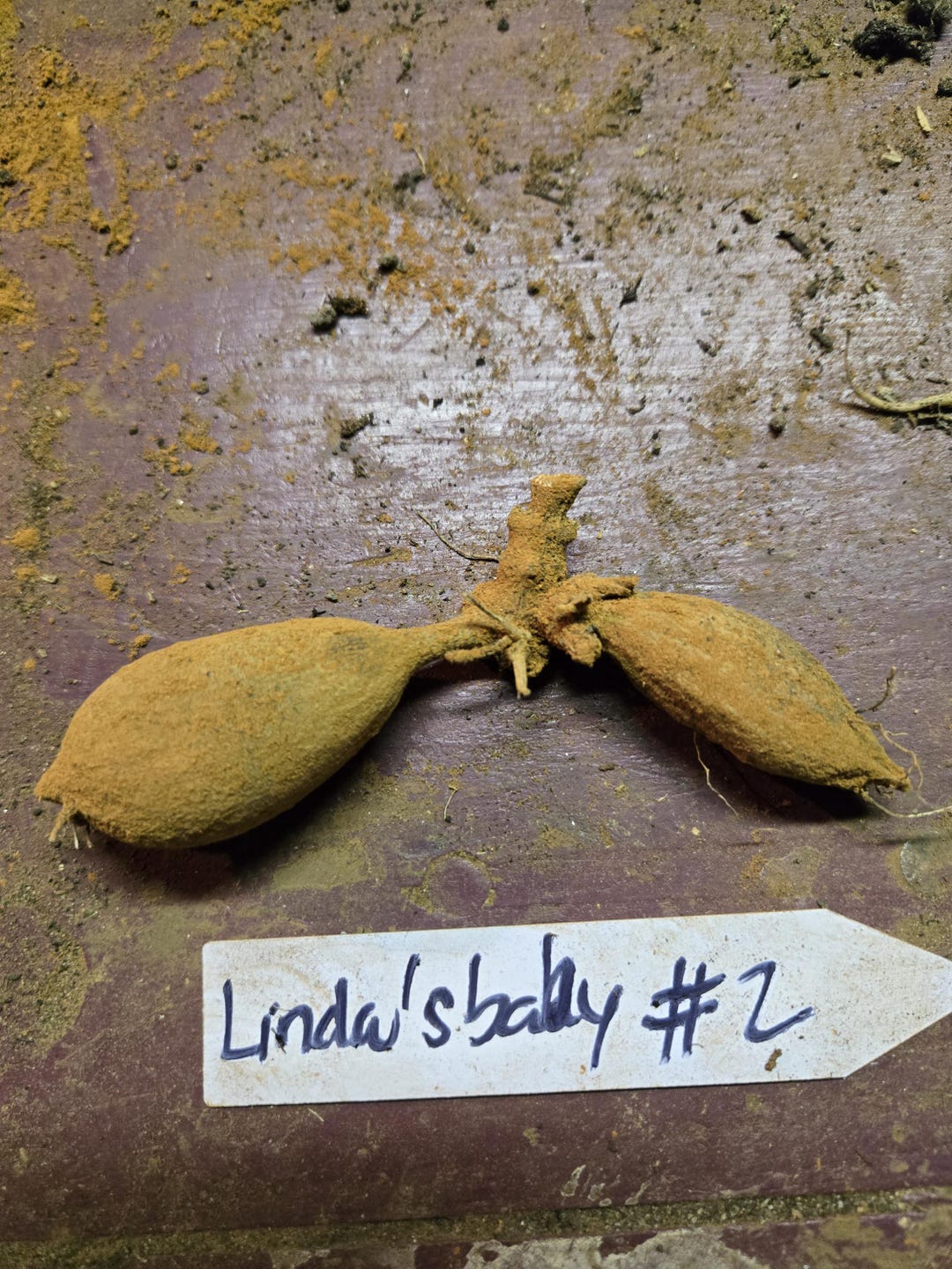 Linda's Baby Dahlia Tuber / a Small Clump LB02DECEMBER Shipping With ...