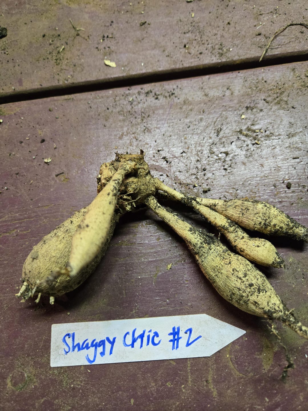 Shaggy Chic Dahlia Tuber / a Small Clump SC02 - Etsy