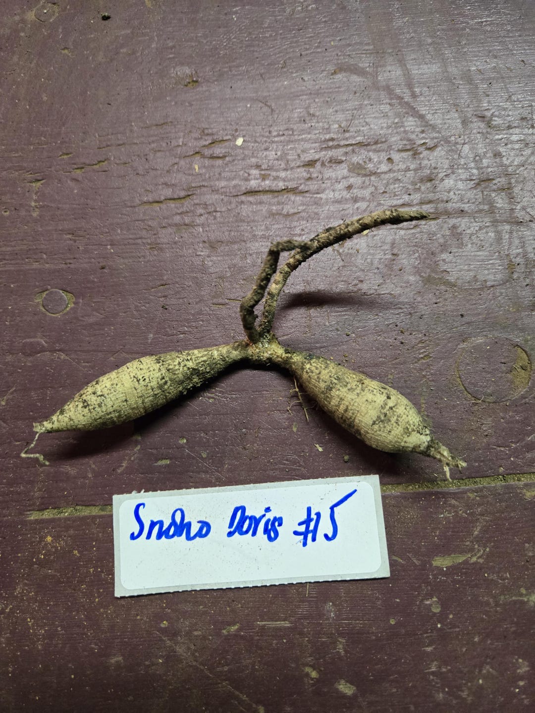 Snoho Doris Dahlia Tuber / a Small Clump (SD05) Shipping With HEAT ...