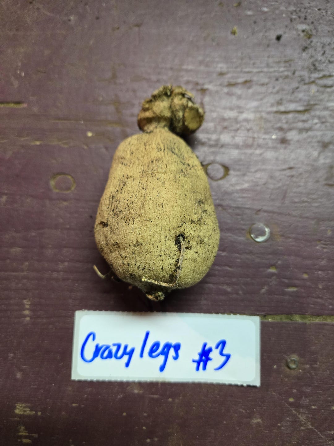 Crazy Legs Dahlia Tuber / a Small Clump CL03 DECEMBER Shipping With ...