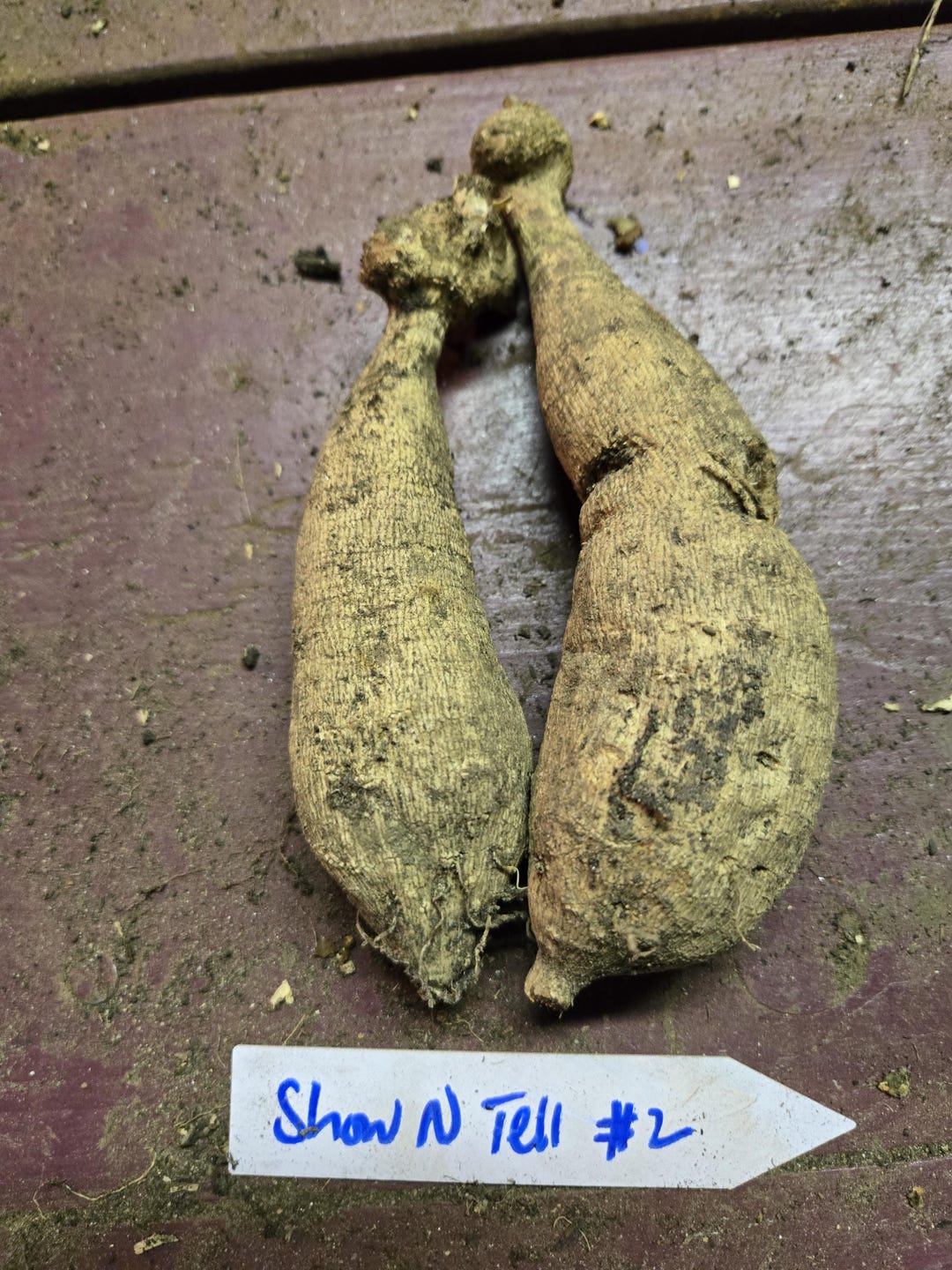 Show N Tell Dahlia Tuber / a Small Clump ST02DECEMBER Shipping With ...