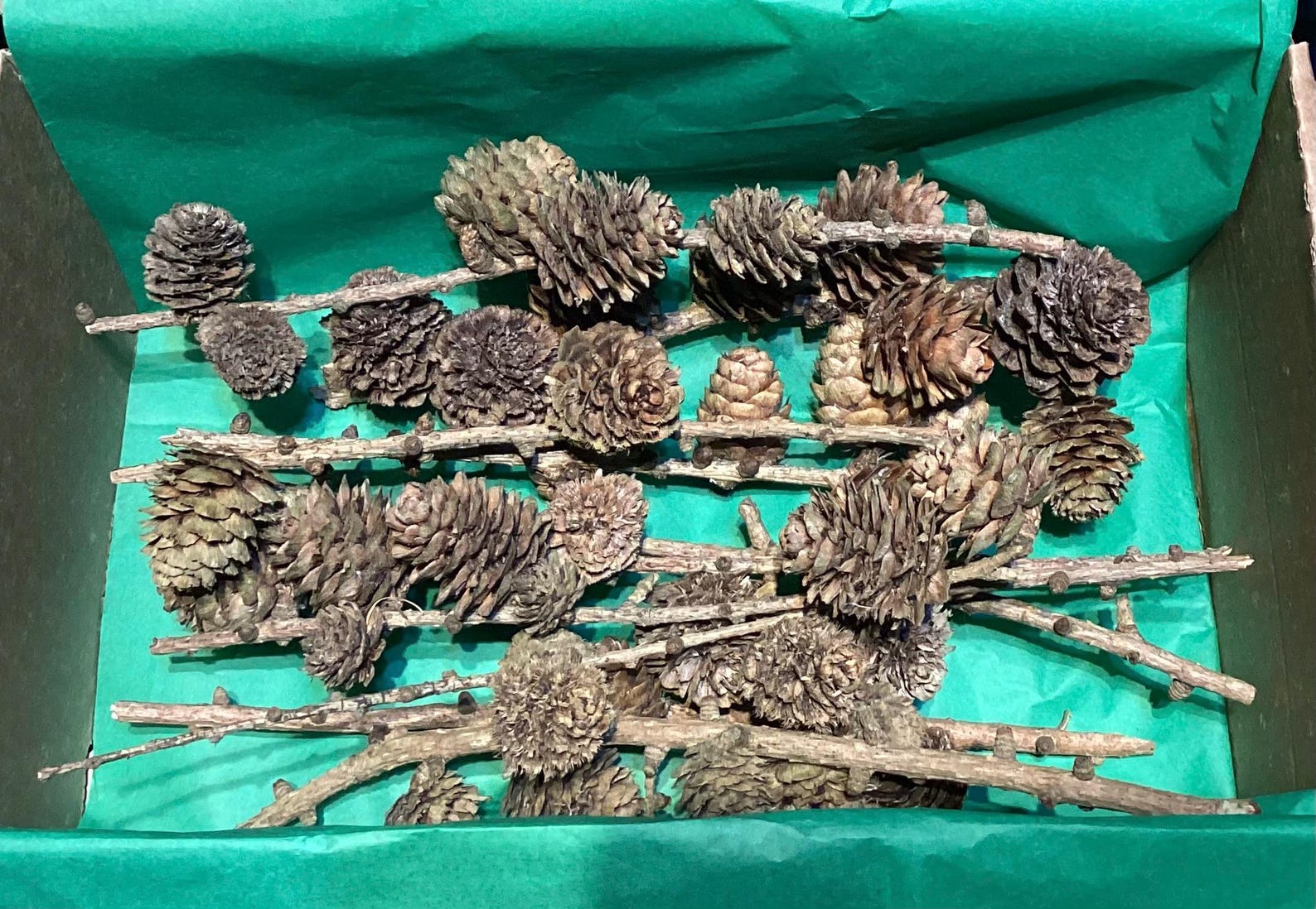 10 X Larch Twigs With Small Cones/tanks/ Vivariums/terrariums/christmas ...