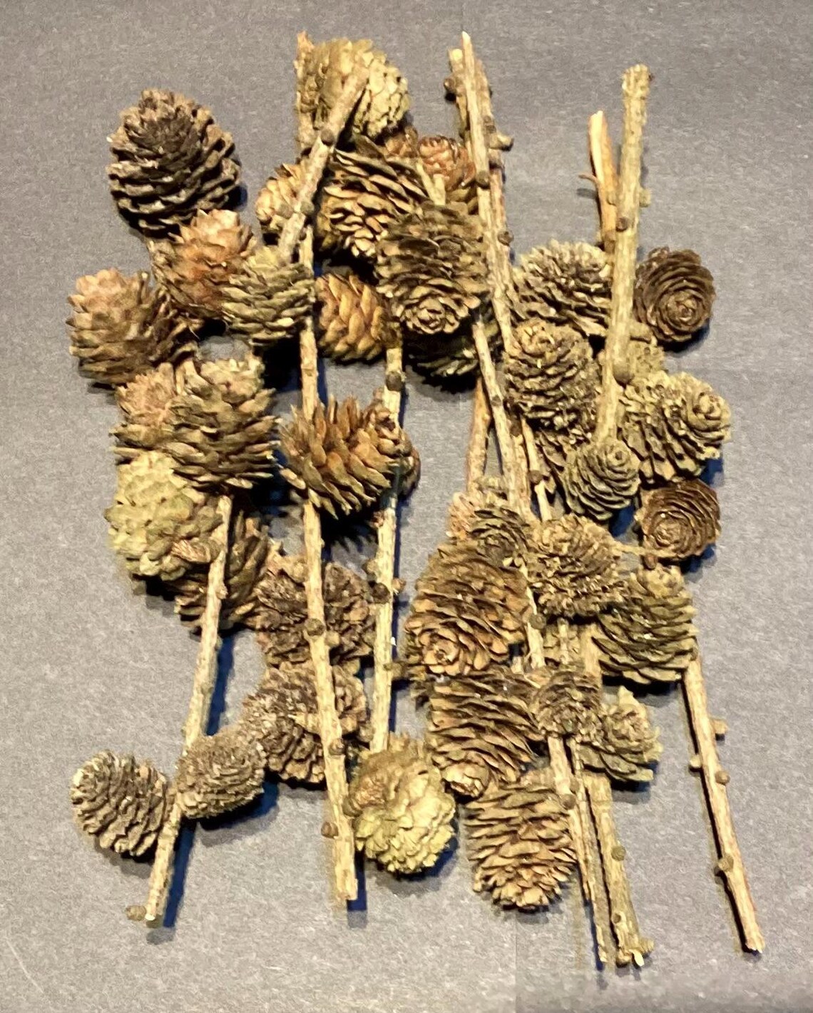 10 X Larch Twigs With Small Cones/tanks/ Vivariums/terrariums/christmas ...