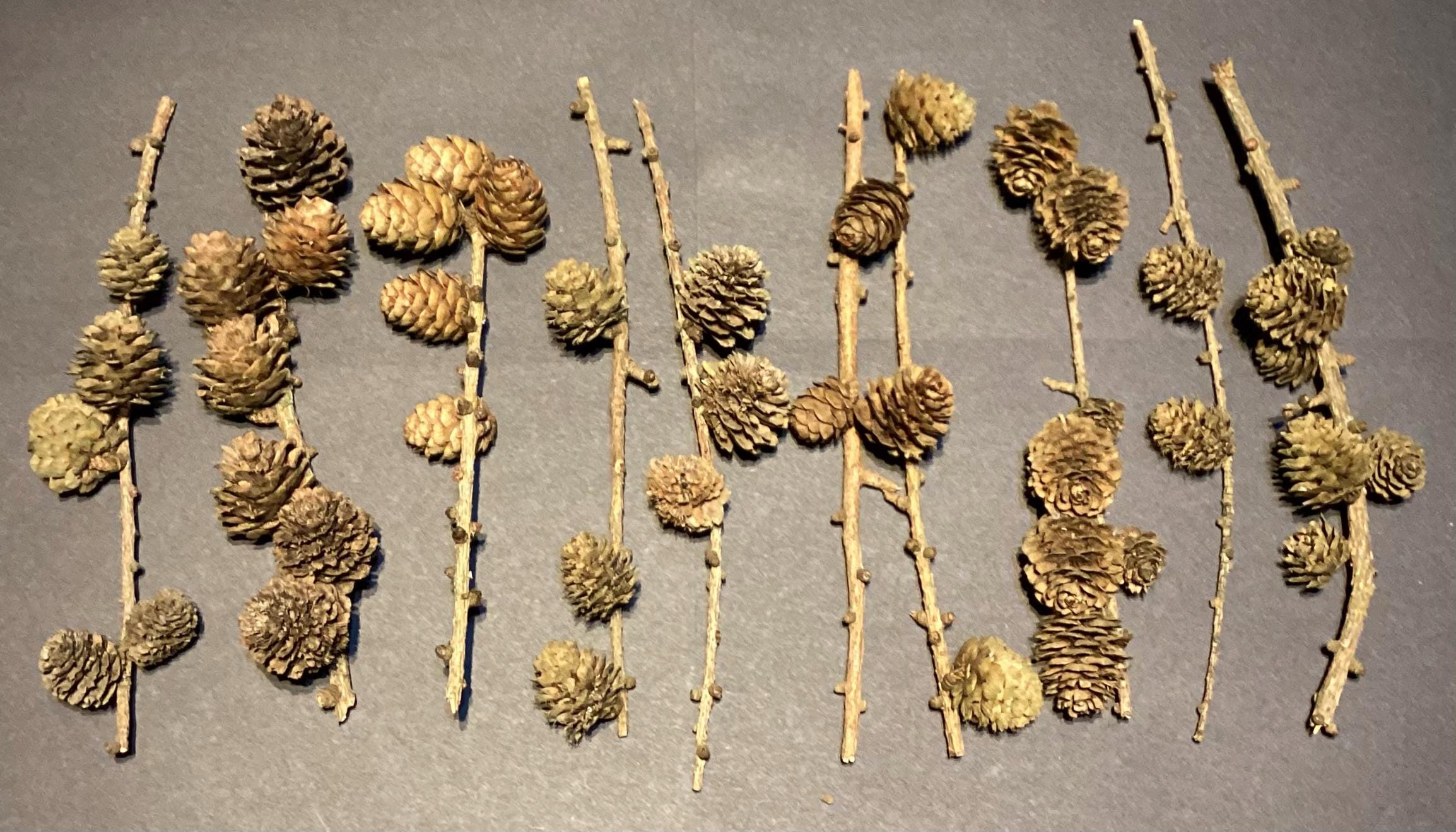 10 X Larch Twigs With Small Cones/tanks/ Vivariums/terrariums/christmas ...
