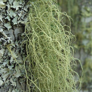 Old Man's Beard Moss 5 Oz FREE SHIPPING Usnea Lichen Dried Tree Moss ...