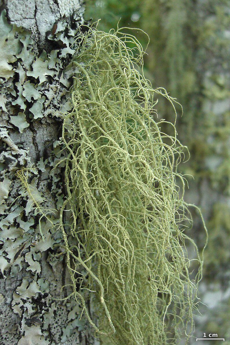 Old Man's Beard Moss 5 Oz FREE SHIPPING Usnea Lichen Dried Tree Moss ...