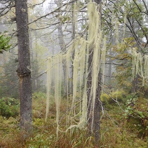Old Man's Beard Moss 5 Oz FREE SHIPPING Usnea Lichen Dried Tree Moss ...