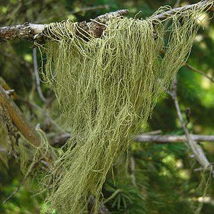 Old Man's Beard Moss 5 Oz FREE SHIPPING Usnea Lichen Dried Tree Moss ...