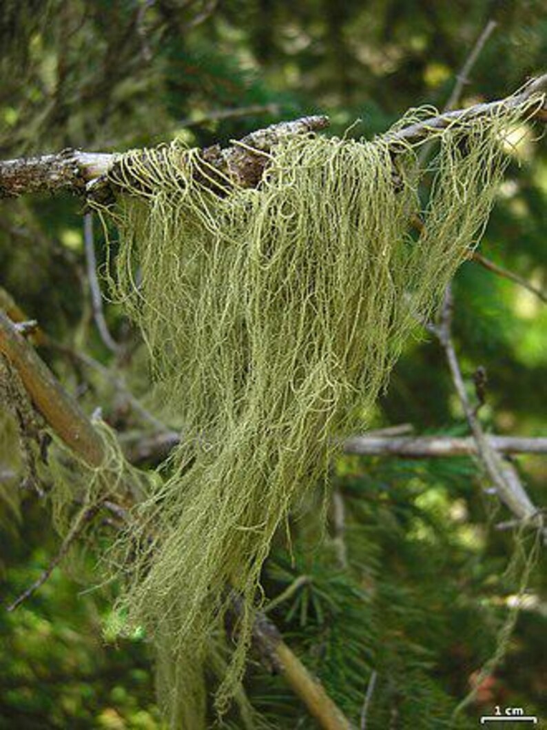 Old Man's Beard Moss 5 Oz FREE SHIPPING Usnea Lichen Dried Tree Moss ...