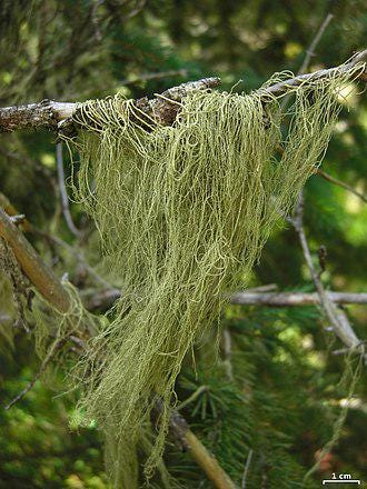 Old Man's Beard Moss 5 Oz FREE SHIPPING Usnea Lichen Dried Tree Moss ...