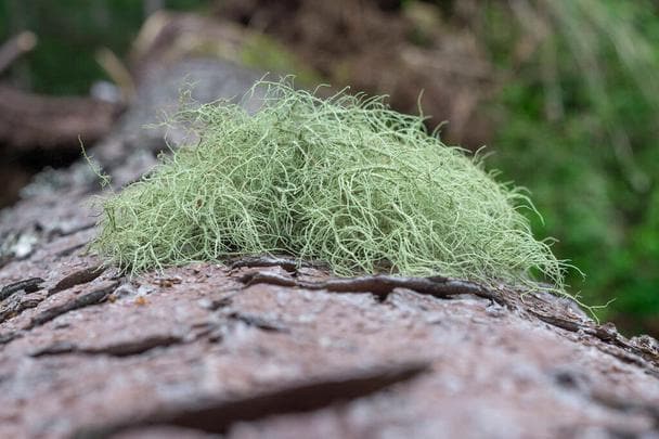 Old Man's Beard Moss 5 Oz FREE SHIPPING Usnea Lichen Dried Tree Moss ...