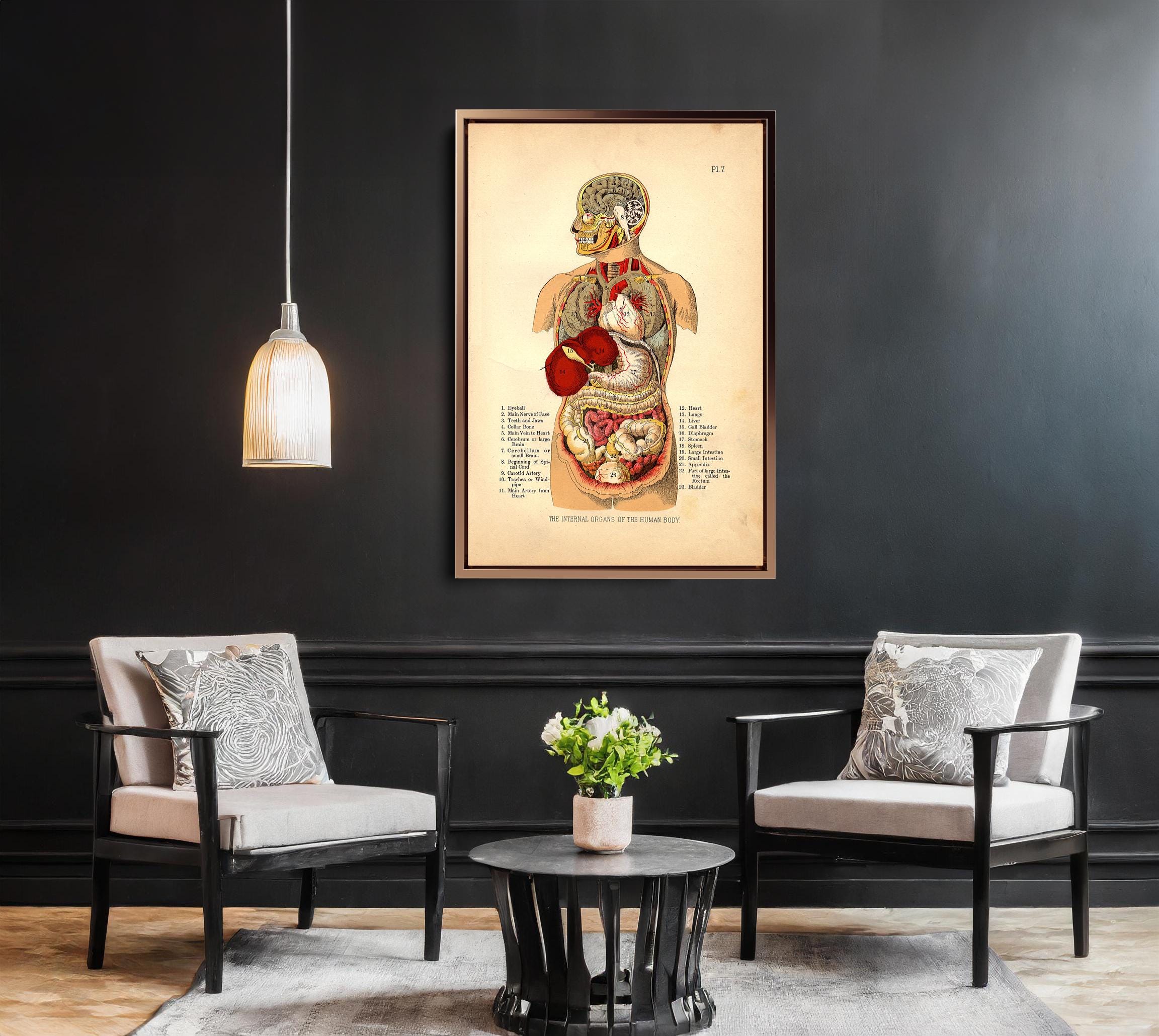 Internal Organs of the Human Body, 1905 Medical Art Print, Canvas Wall ...