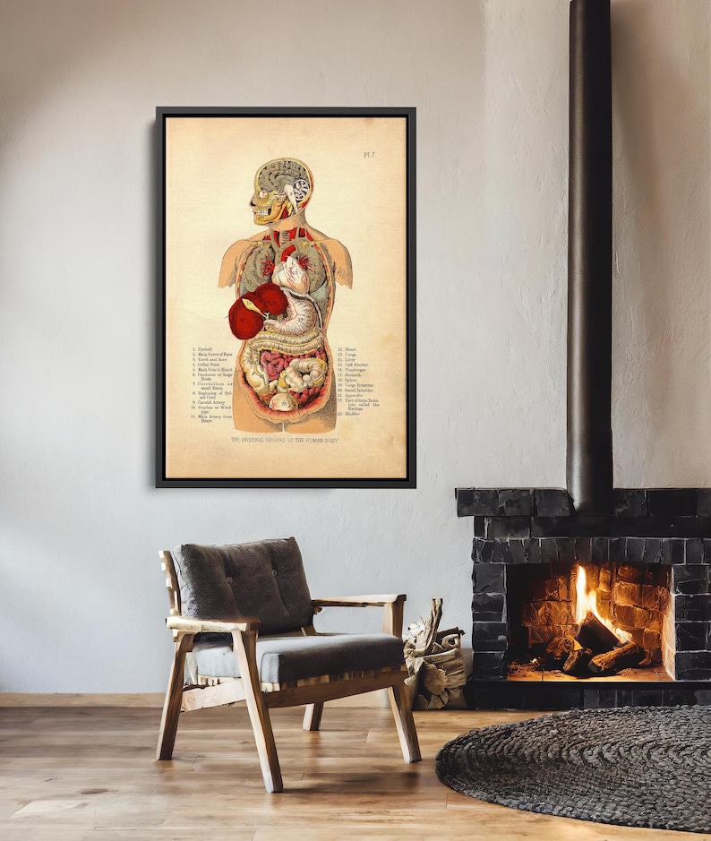Internal Organs of the Human Body, 1905 Medical Art Print, Canvas Wall ...