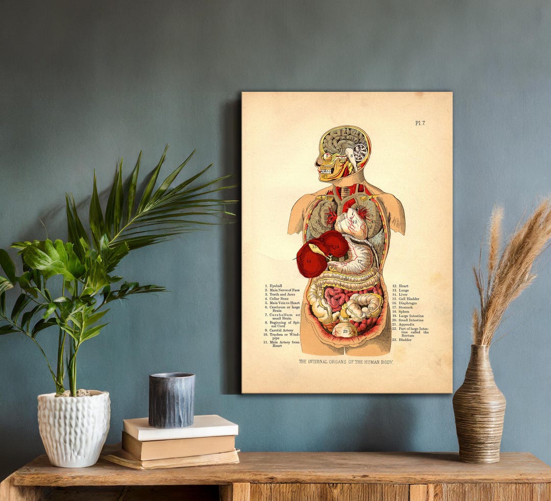 Internal Organs of the Human Body, 1905 Medical Art Print, Canvas Wall ...