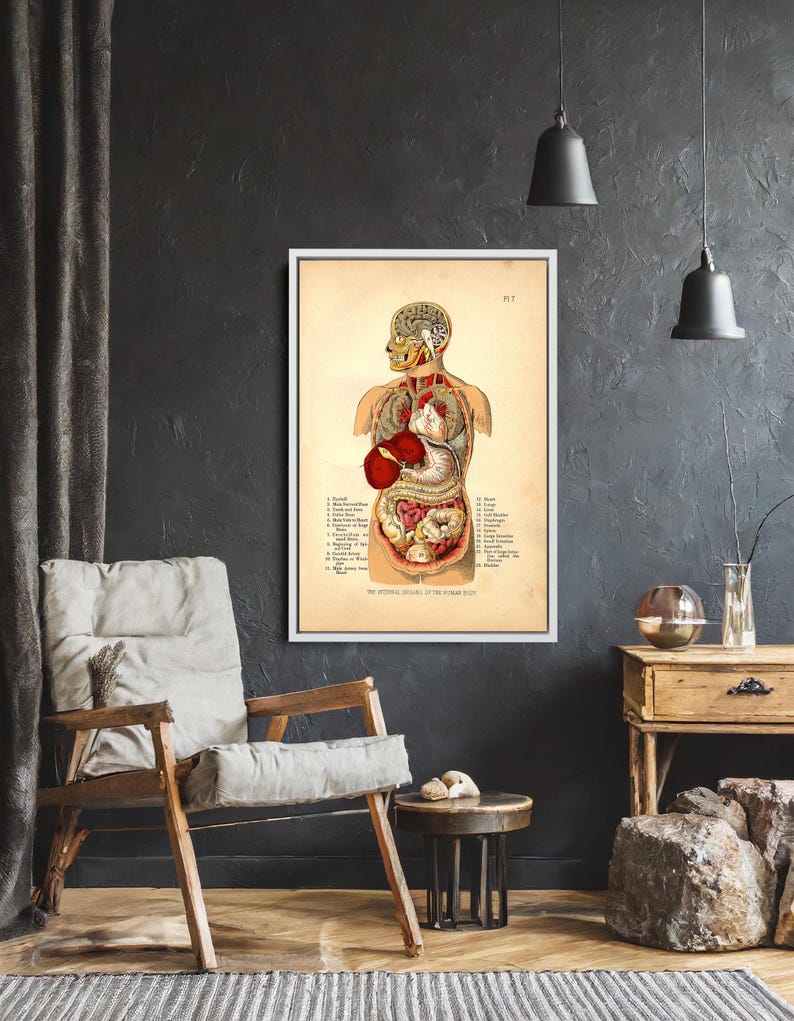 Internal Organs of the Human Body, 1905 Medical Art Print, Canvas Wall ...