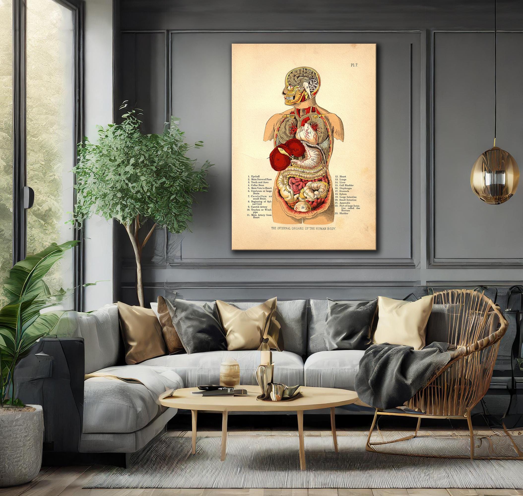 Internal Organs of the Human Body, 1905 Medical Art Print, Canvas Wall ...