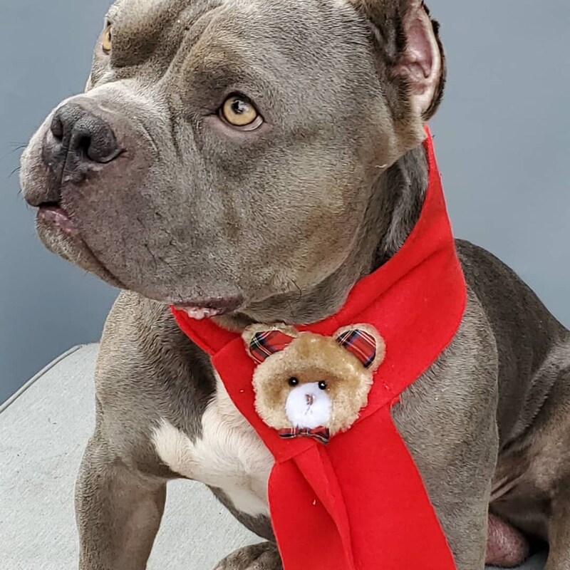 Dog Scarf - Etsy