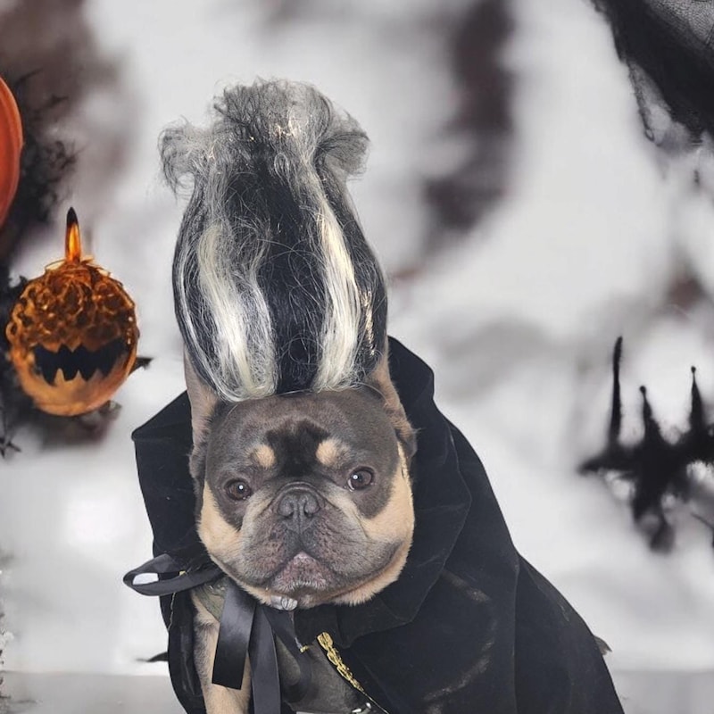 Frankenstein Dog Costume - Etsy