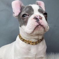 Dog Chain - Etsy