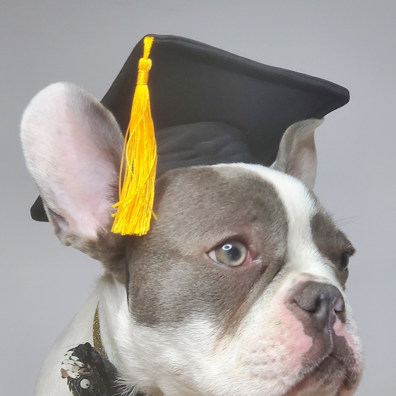 Dog Cap and Gown - Etsy
