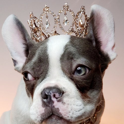 Crown for Dog or Cat /princess Dog Crown / Crown for Dog | Etsy