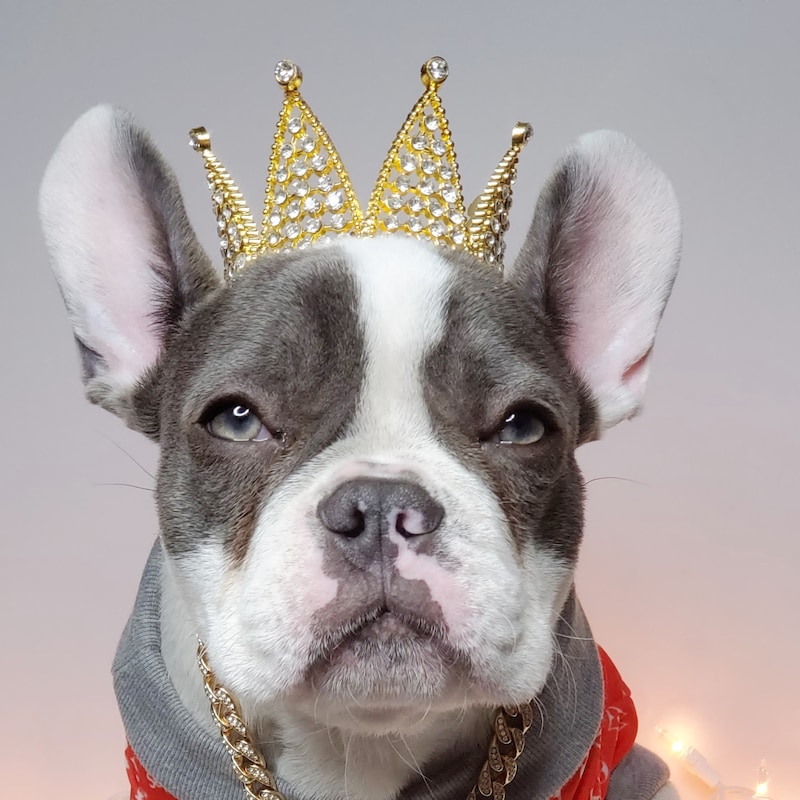 Princess Dog Costume Crown - Etsy