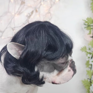 Black Dog Wig, Elegant Puppy Costume, Large Size - Etsy
