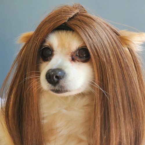 Cute Pet Wig Black Color Dog or Cat/halloween Dog Wig/costume - Etsy