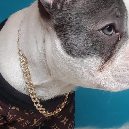 Cuban Link /supper Cute Dog Neck Chain Gold Color/jewelry for - Etsy