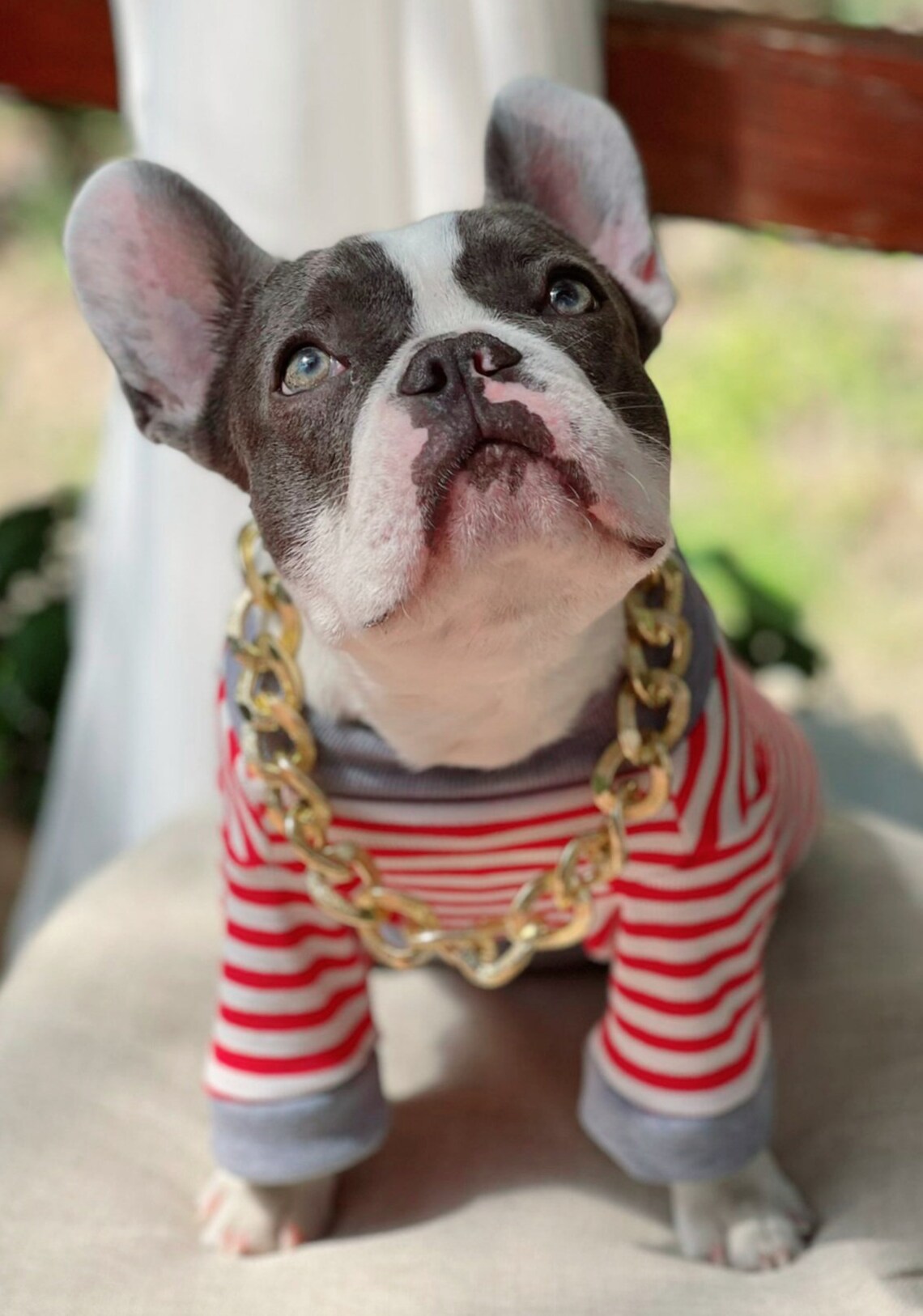 Gold Color Aluminum Pet Chain - Frenchie Jewelry Collar - Etsy