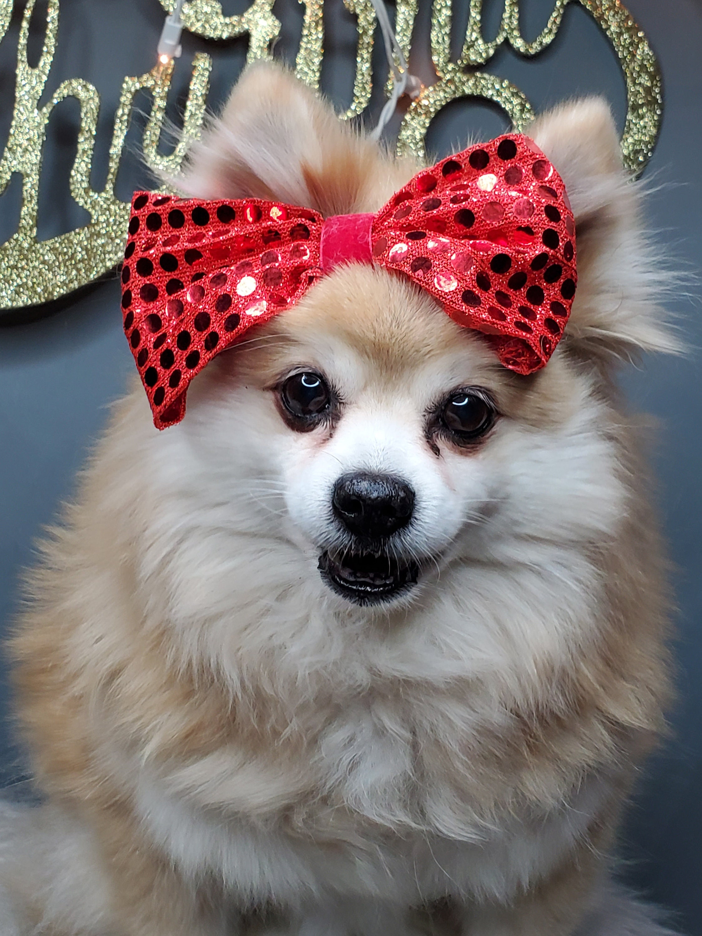 Christmas red bow // Dog Halloween Bow // Costume Dog | Etsy