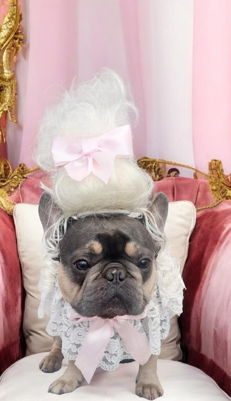 Marie Antoinette Pet Wig - Blond Costume Wig for Dog or Cat - Etsy