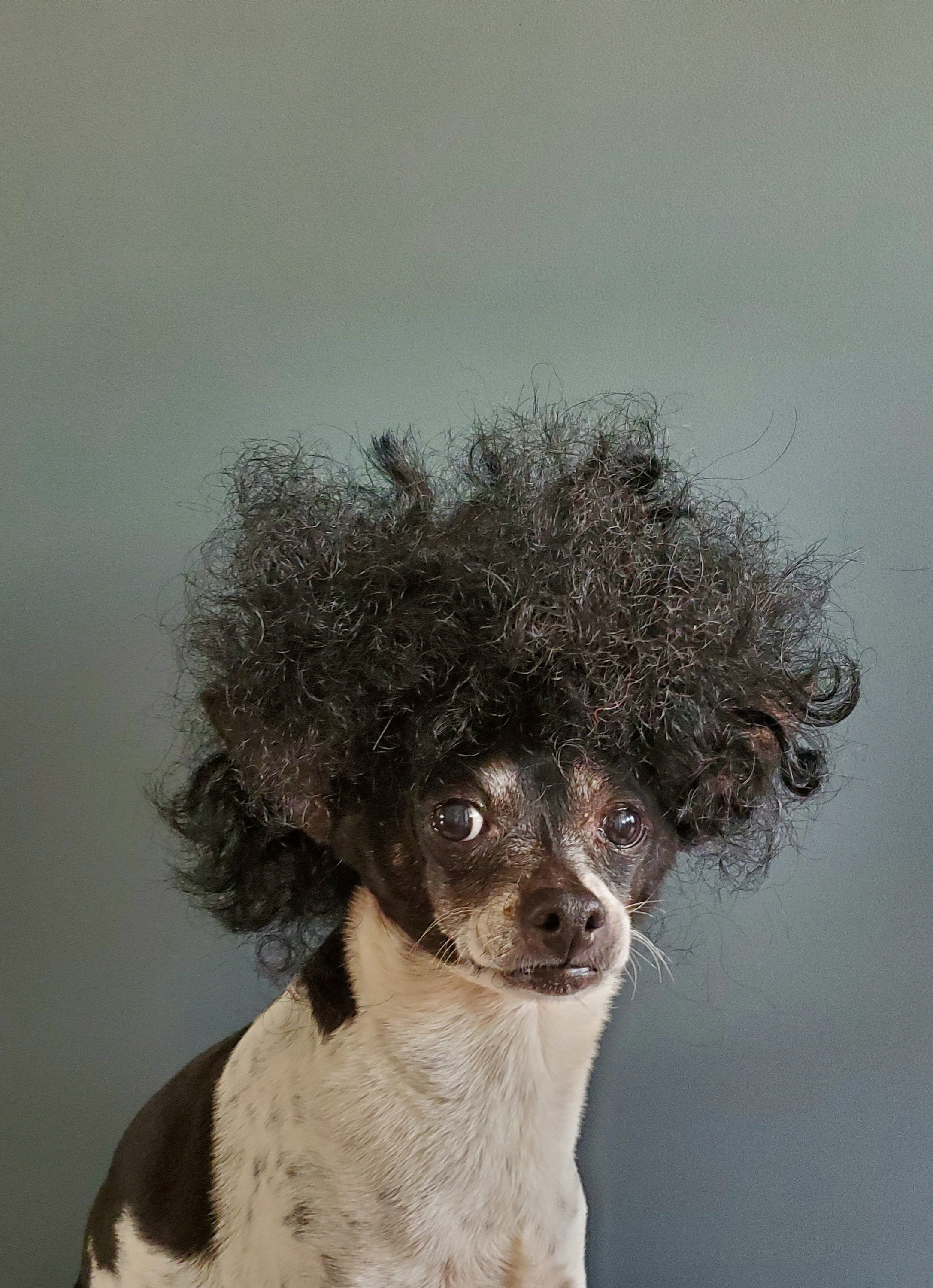 Black Afro Wig for Cat or Dog, Pet Costume - Etsy