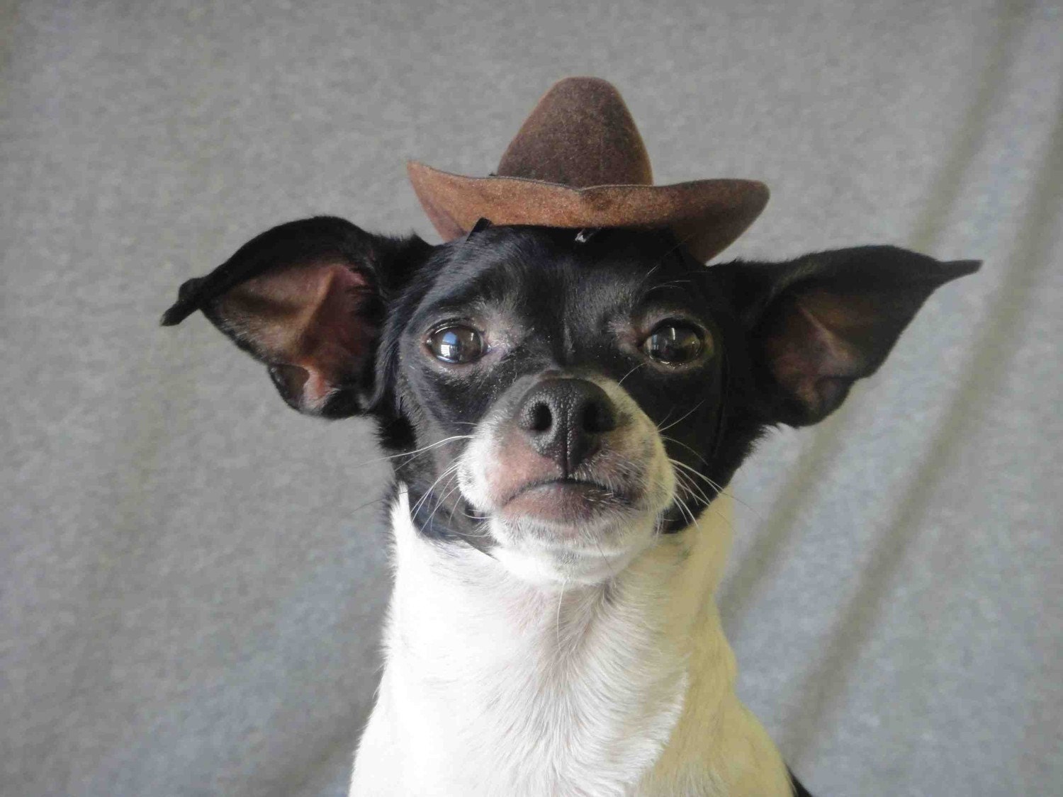 Indiana Jones Pet Hat, Brown Cowboy Costume for Dogs & Cats - Etsy