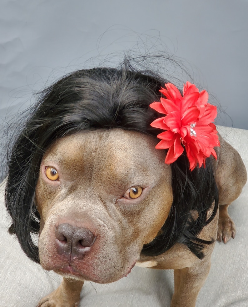 Large Size Black Color Wig for Dog /halloween Costume Wig for - Etsy